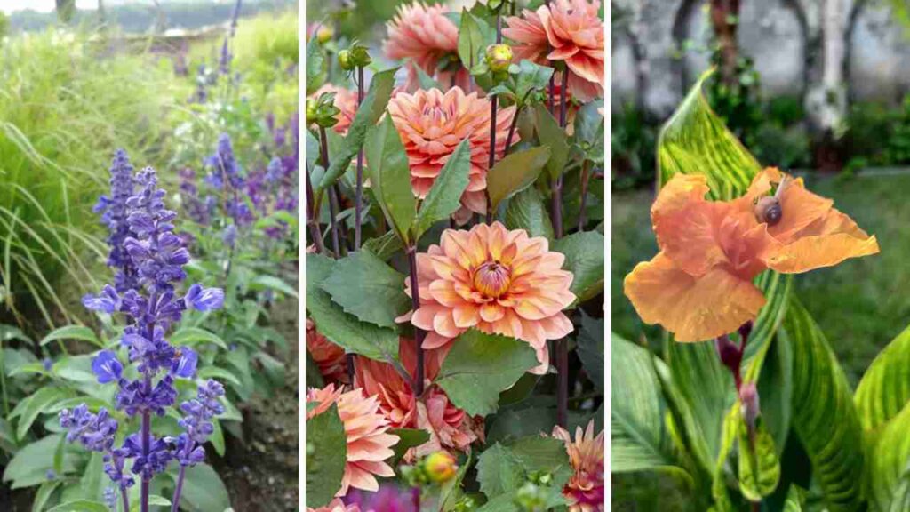 19+ Stunning Fall Blooming Perennials for a Colorful Garden